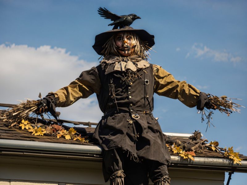 How to Keep Crows Off Your Roof for Good – The Backyard Rocks