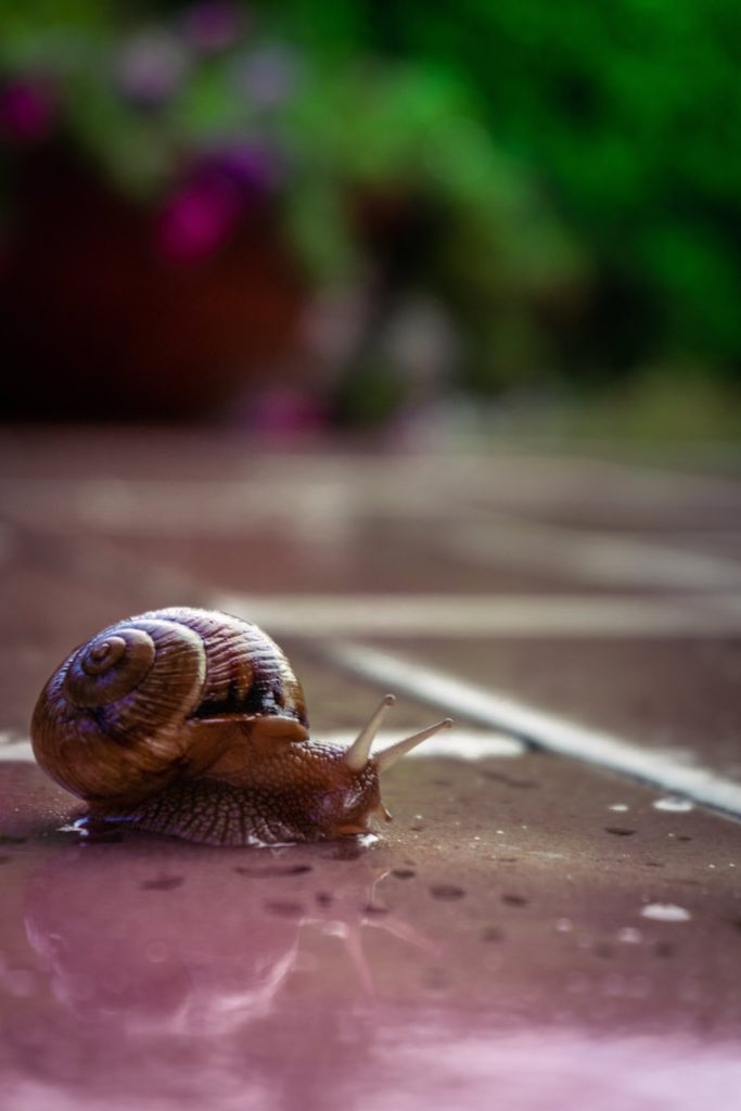 Can Snails Survive Without a Shell? Discover Slugs' Secrets