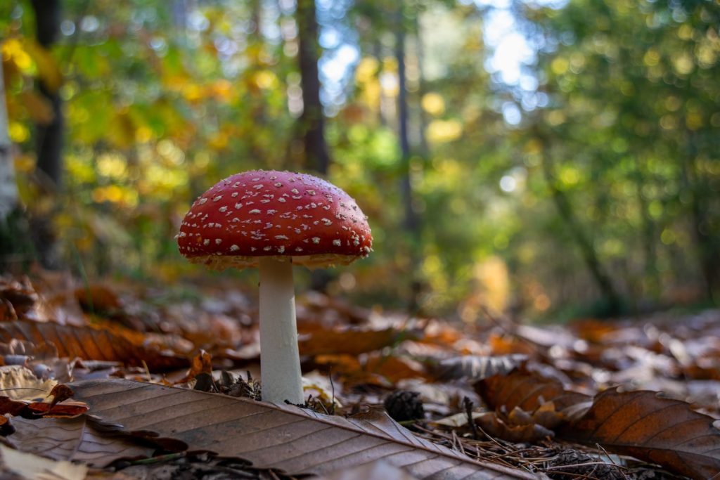 Will Clover Grow Under Pine Trees? A Thorough Guide for Gardening Success
