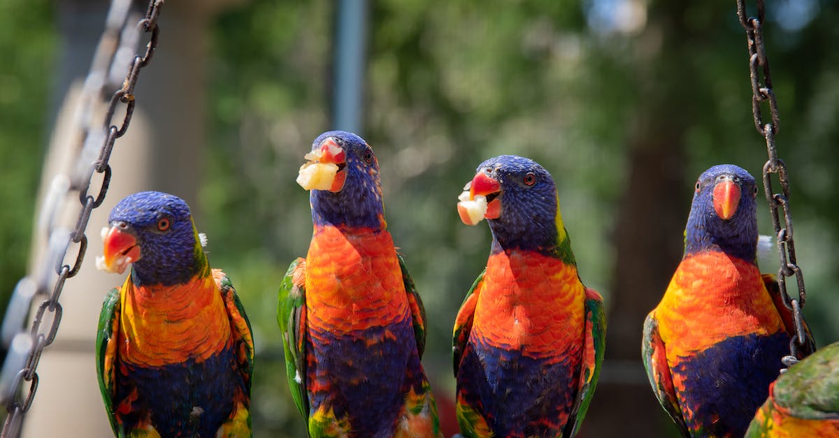 Can Birds Eat Zucchini? Tips for Feeding Your Feathered Friends