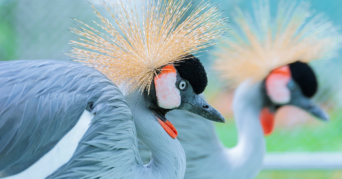 Is Your Bird's Neck Broken? How to Tell & What to Do